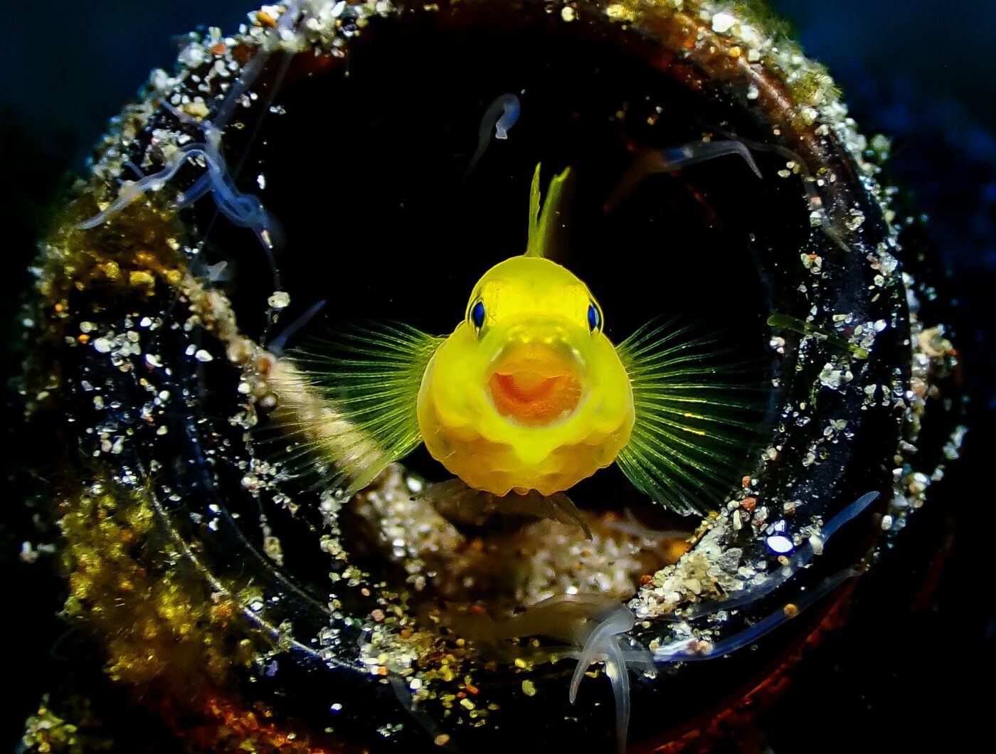 153 underwater photographers descend on Anilao—and their photos are ...
