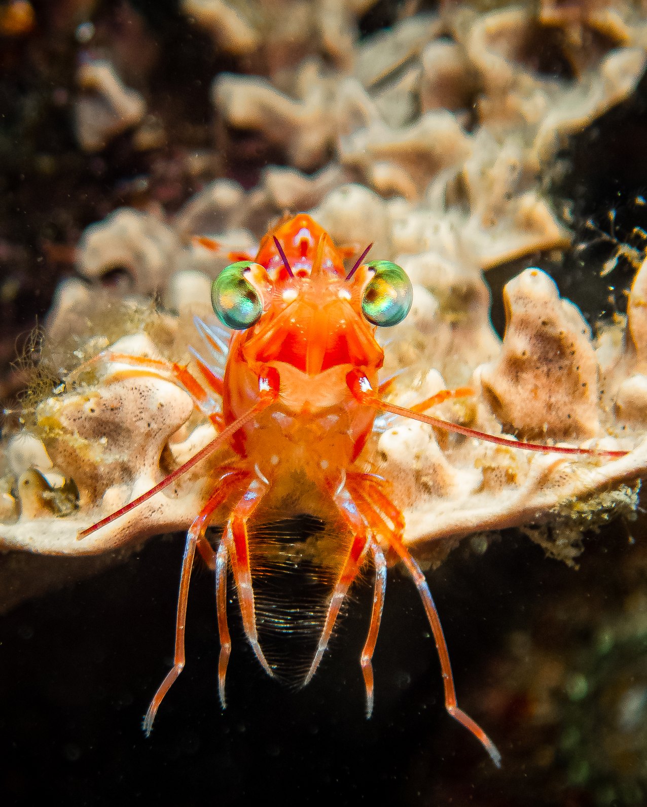 153 underwater photographers descend on Anilao—and their photos are ...