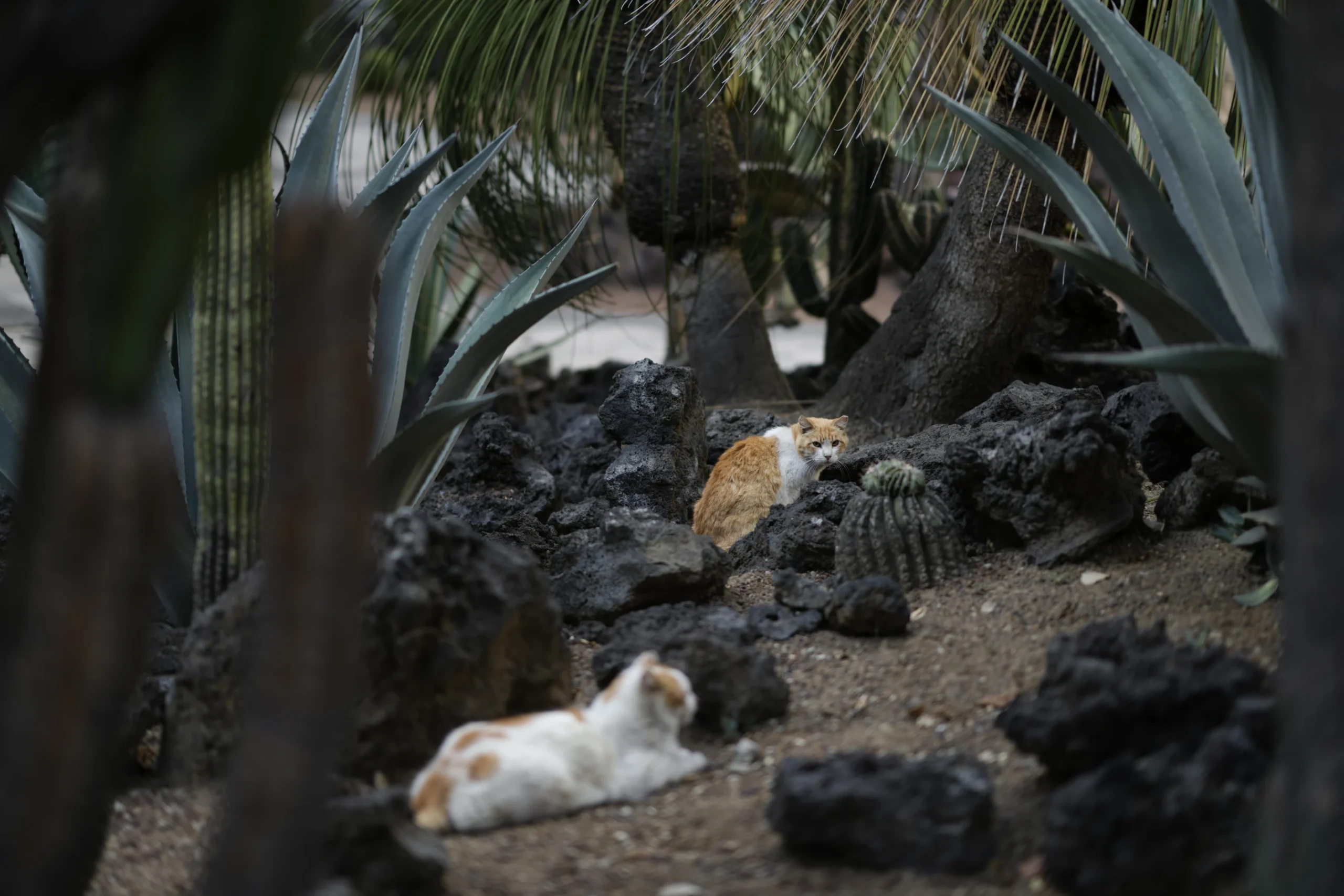 How to care for stray cats like the National Palace in Mexico — The POST